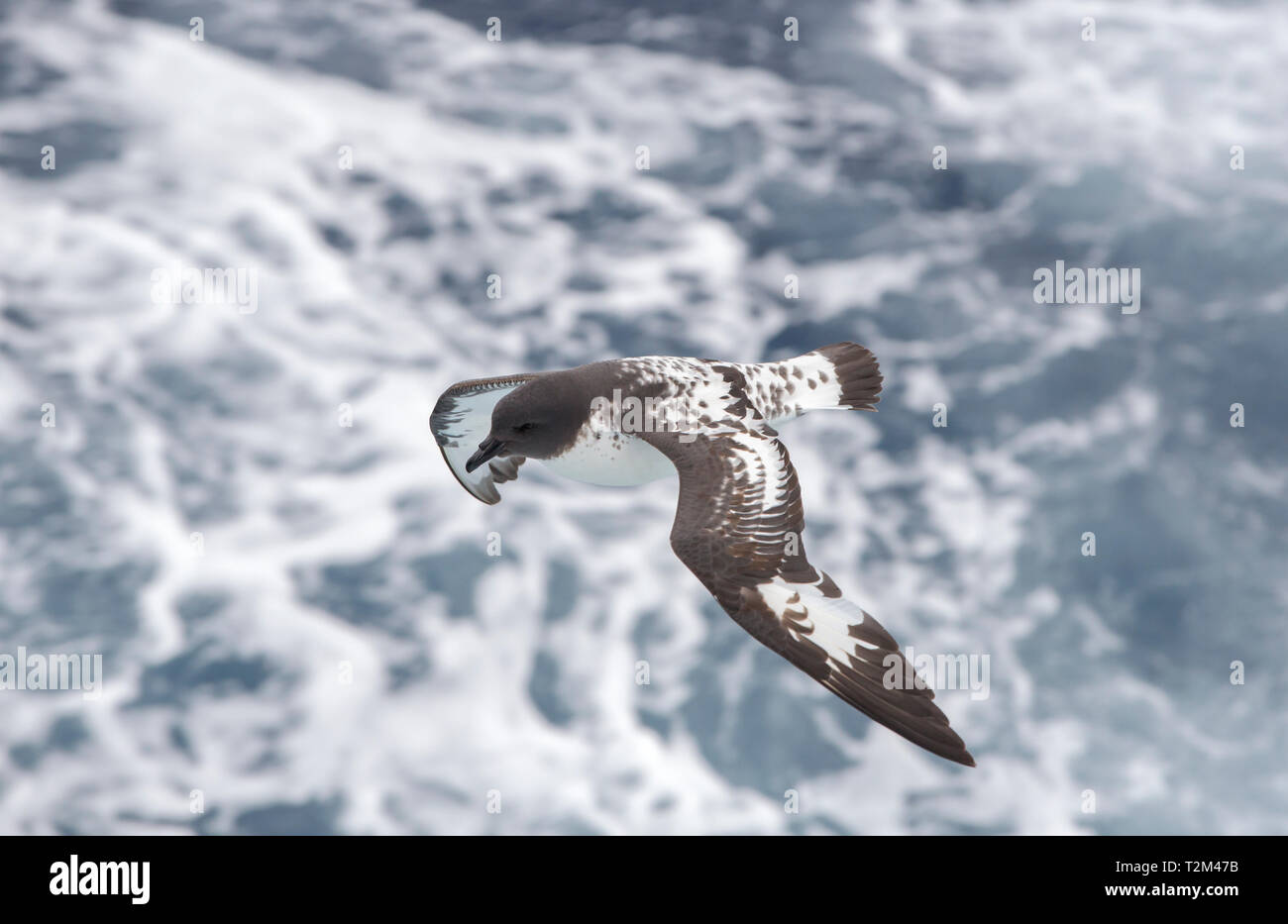 Cape Petrel, Daption capense in the Drake Passage, Southern Ocean Stock ...