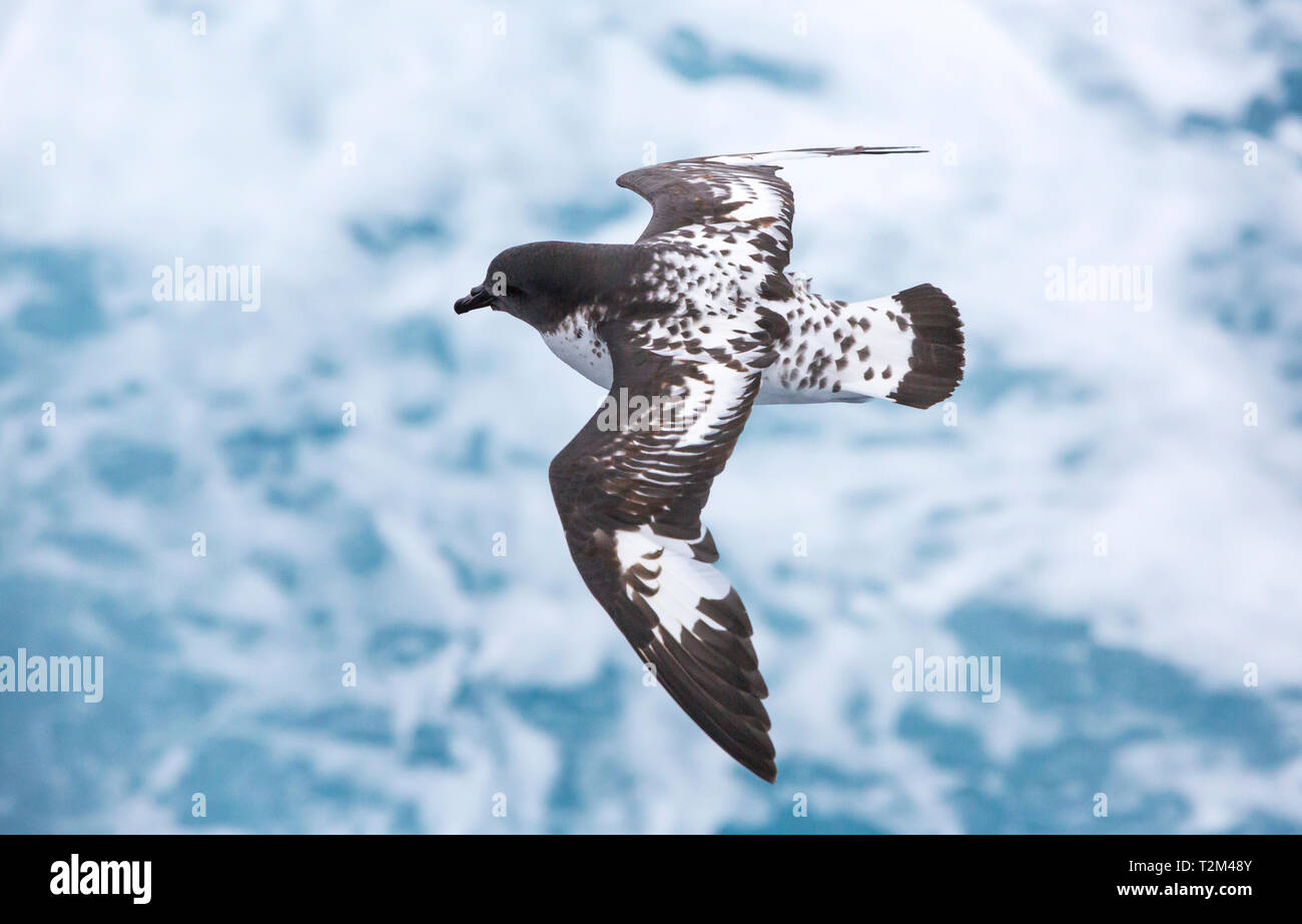 Cape Petrel, Daption capense in the Drake Passage, Southern Ocean Stock ...