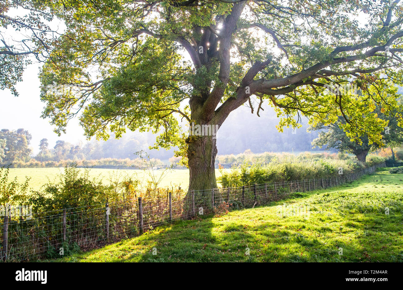 Light filters through a large oak tree along a fenceline between ...