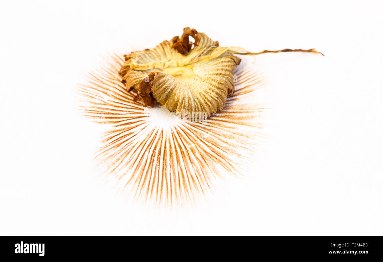 Mushroom spore print hi-res stock photography and images - Alamy
