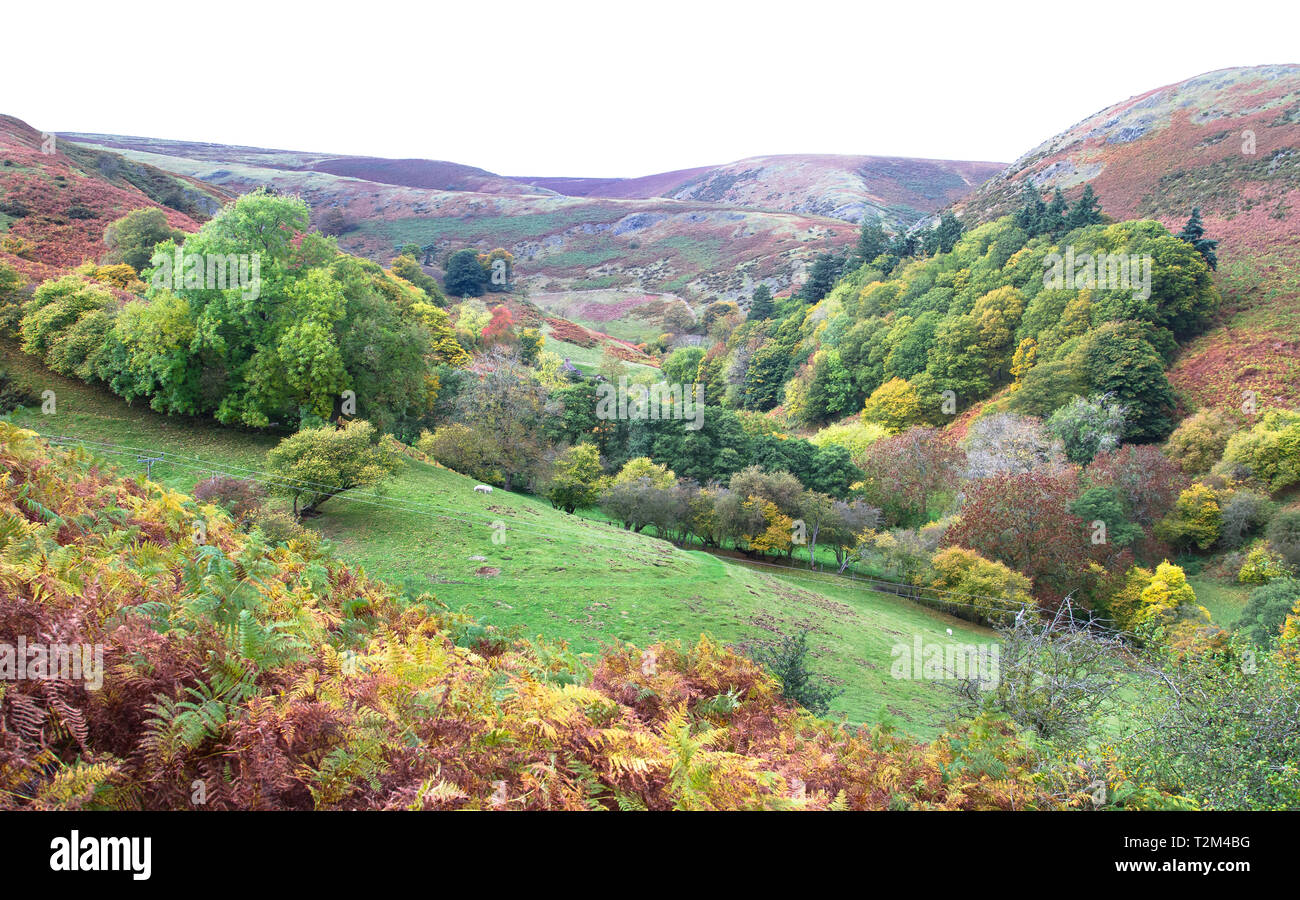 Fall colors dominate the landscape in rural Shropshire, England Stock ...