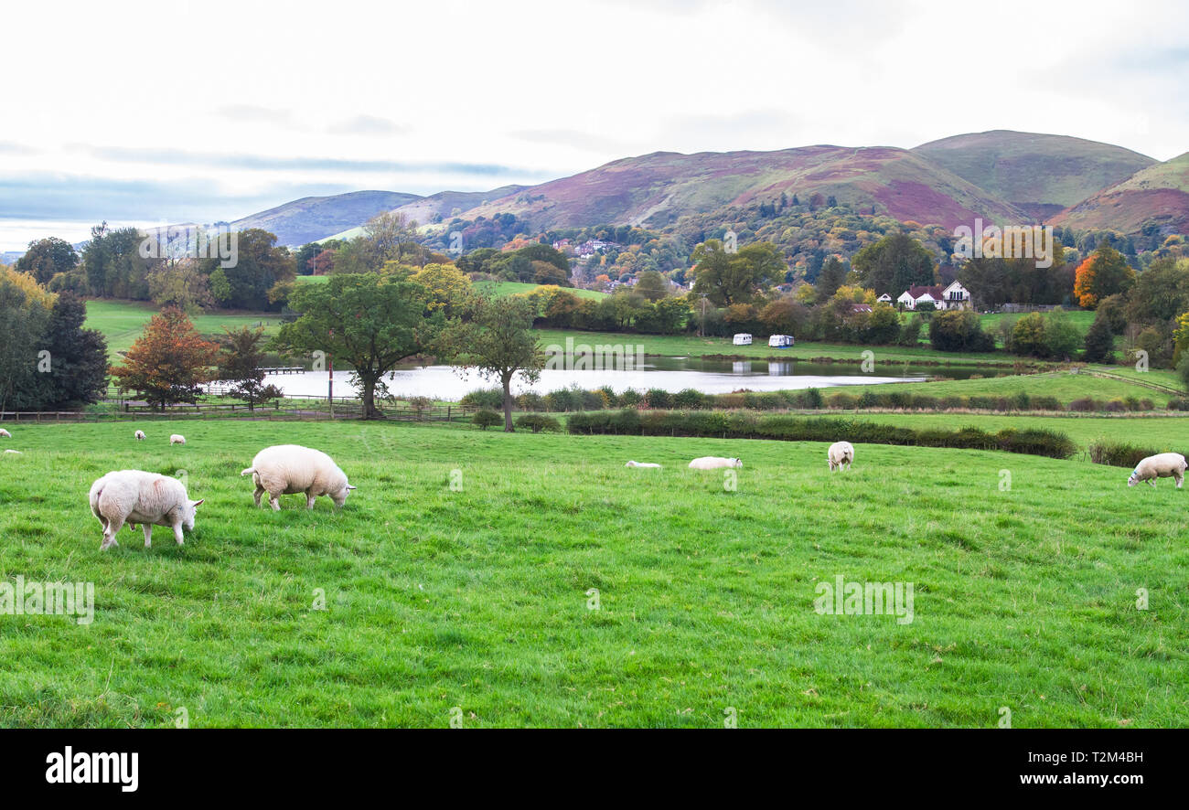 Shropshire countryside sheep hi-res stock photography and images - Alamy