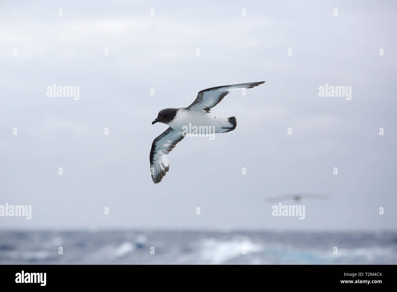 Cape Petrel, Daption capense in the Drake Passage, Southern Ocean Stock ...
