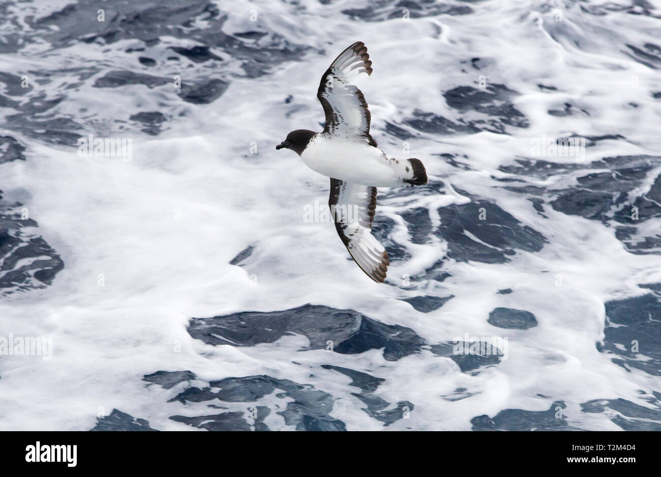 Cape Petrel, Daption capense in the Drake Passage, Southern Ocean Stock ...