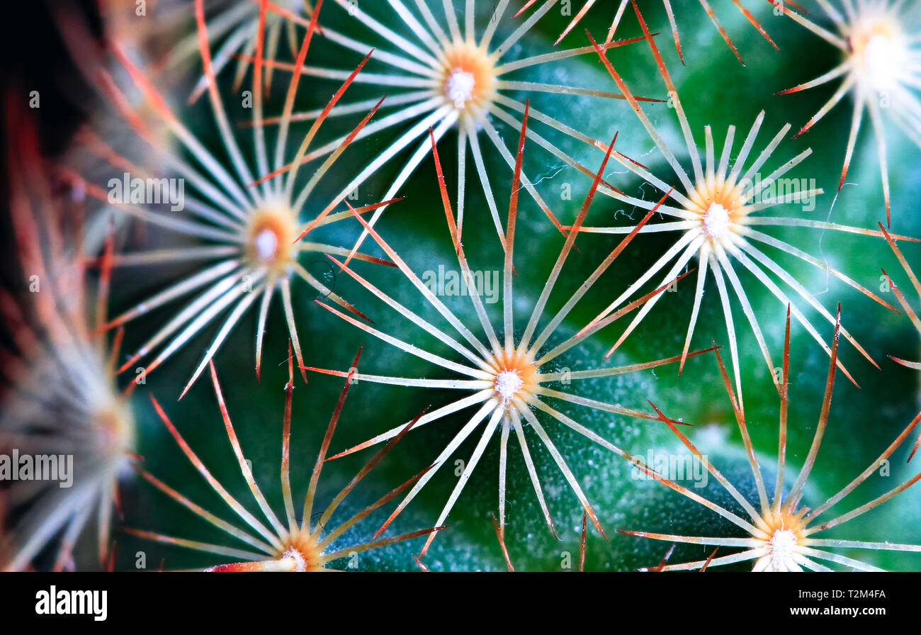 A small green cactus with bright orange spines is photographed up close ...