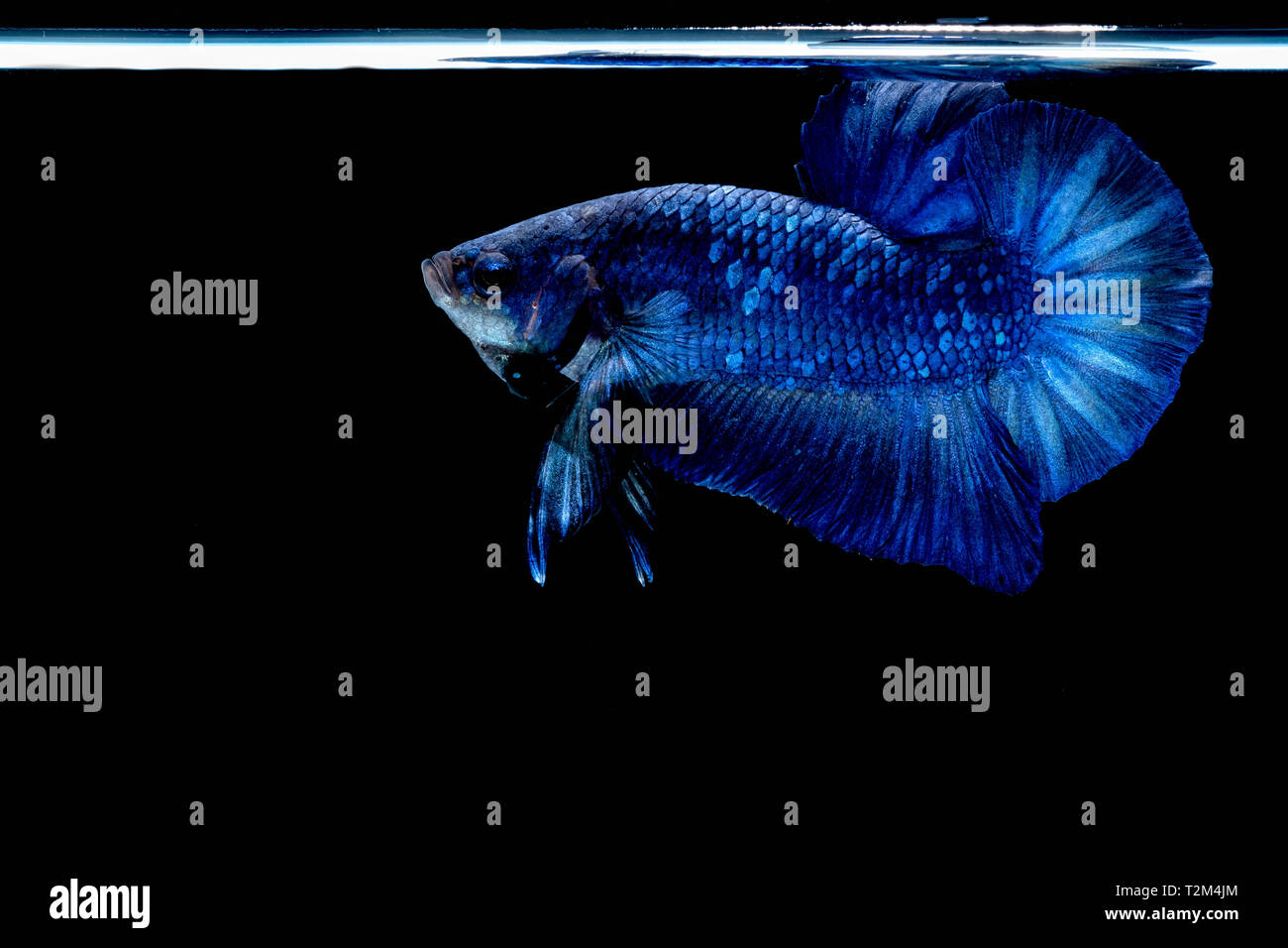 Betta fish color National flag in the aquarium Stock Photo - Alamy