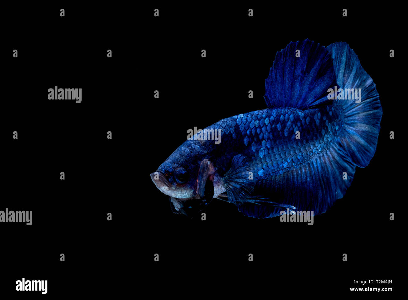 Betta fish color National flag in the aquarium Stock Photo - Alamy