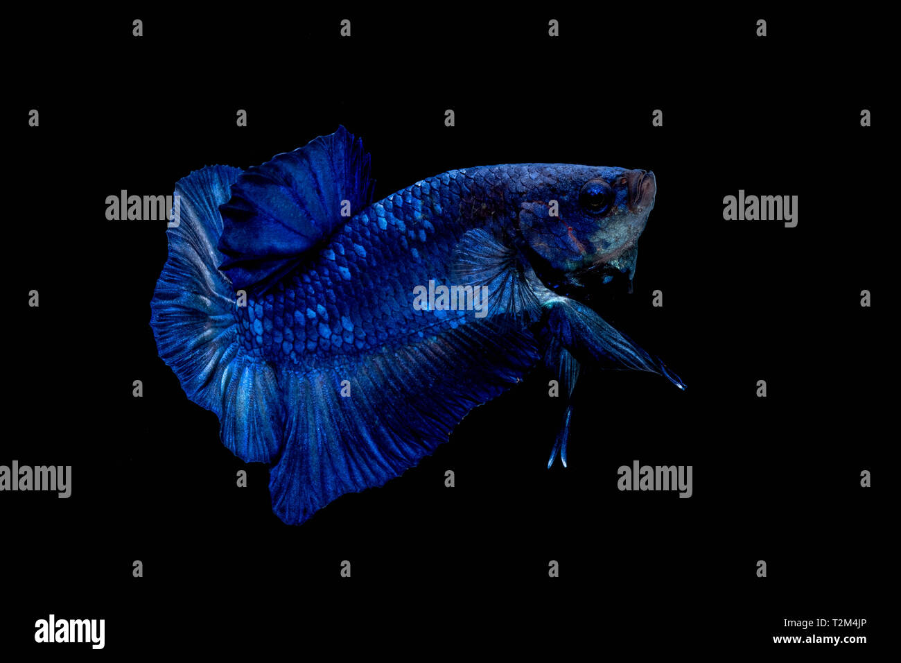 Betta fish color National flag in the aquarium Stock Photo - Alamy