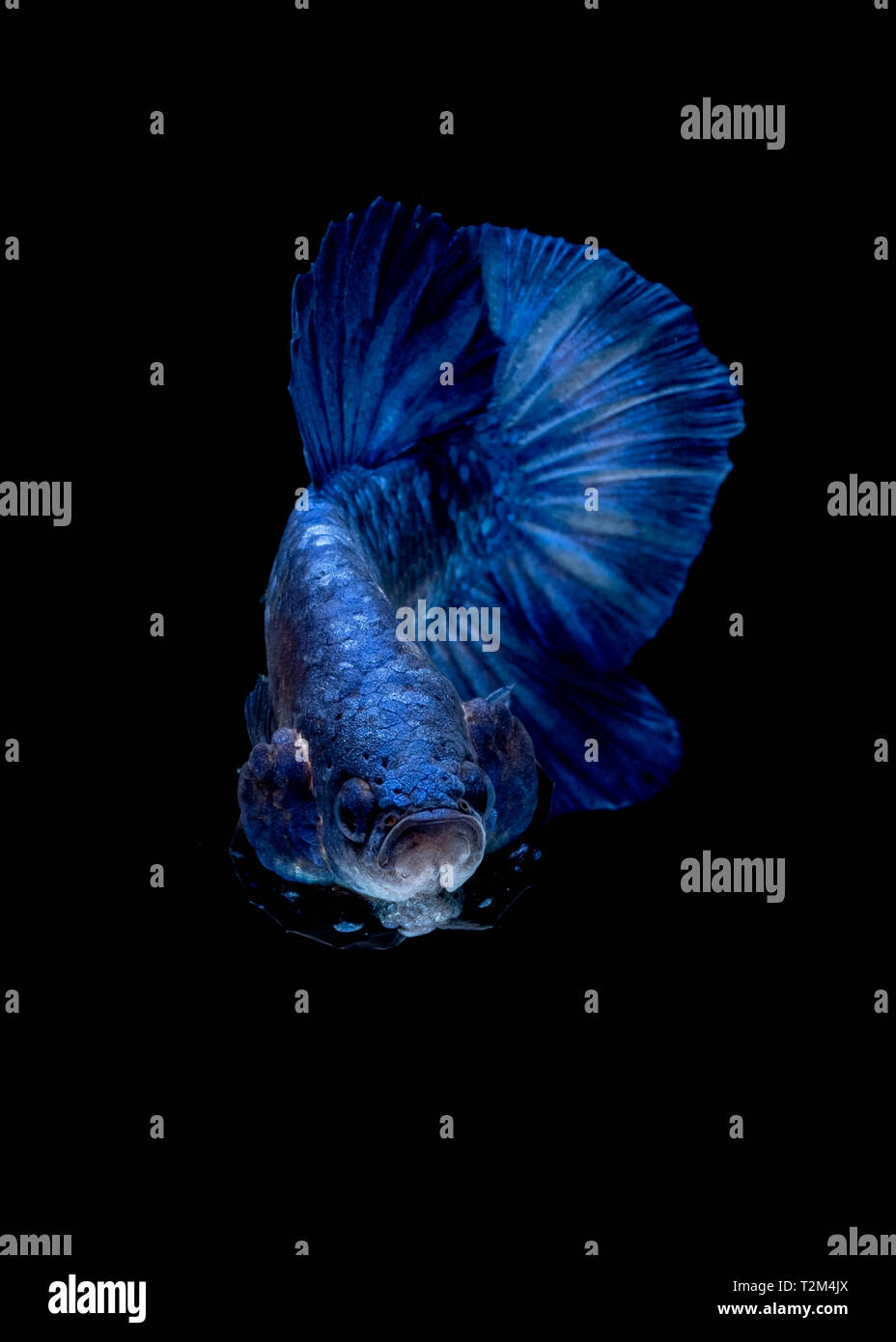 Betta fish color National flag in the aquarium Stock Photo - Alamy