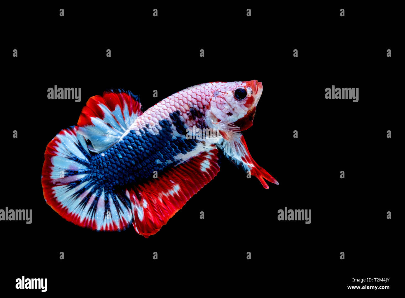 Betta fish color National flag in the aquarium Stock Photo - Alamy