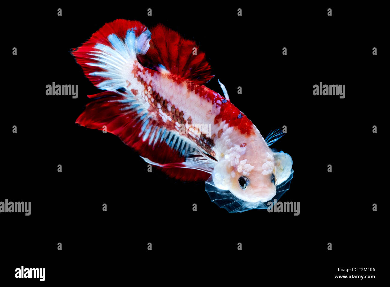 Betta fish color National flag in the aquarium Stock Photo - Alamy