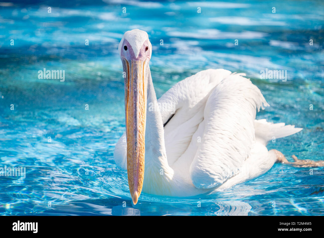 White pelican bird with yellow long beak swims in the water pool, close ...