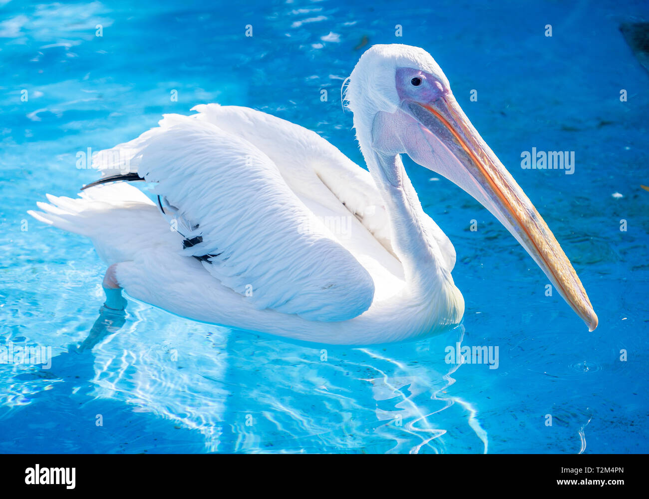 White pelican bird with yellow long beak swims in the water pool, close ...
