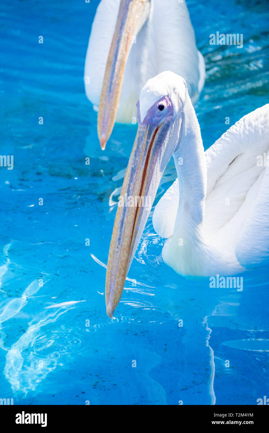 White pelican bird with yellow long beak swims in the water pool, close ...
