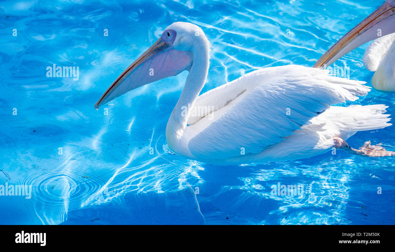 White pelican bird with yellow long beak swims in the water pool, close ...