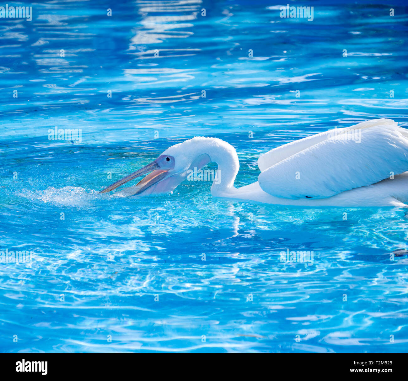 White pelican bird with yellow long beak swims in the water pool, close ...