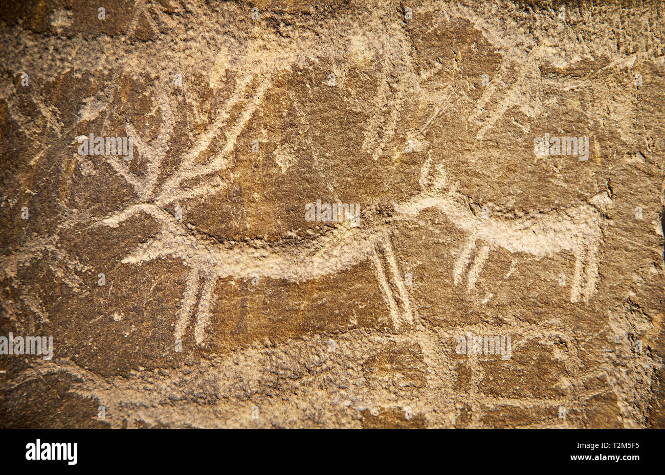 Prehistoric petroglyphs, rock carvings, of geometric designs carved by ...