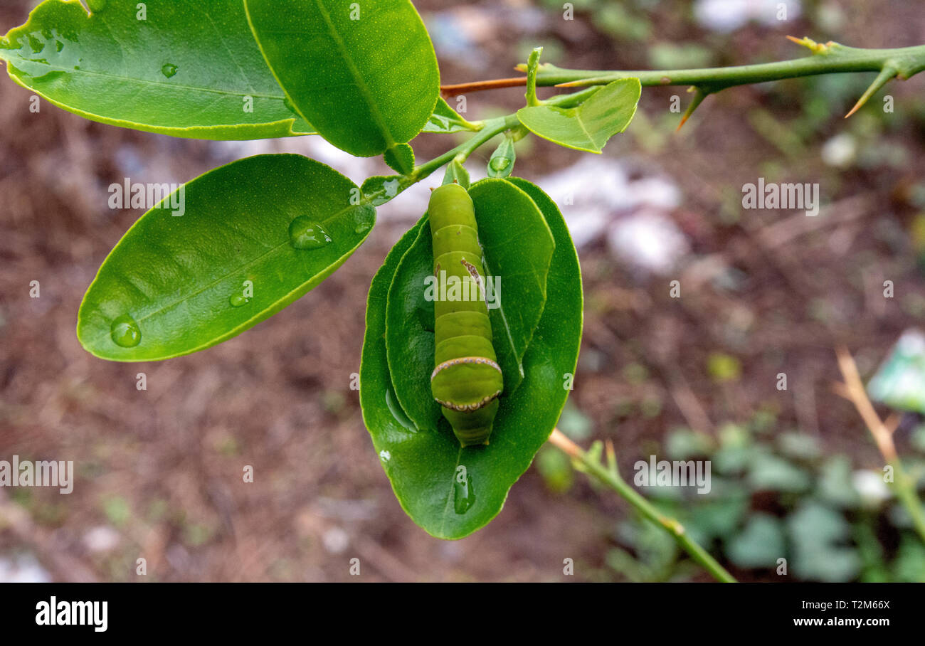 Green tea worm, green leaves on a tree Stock Photo - Alamy
