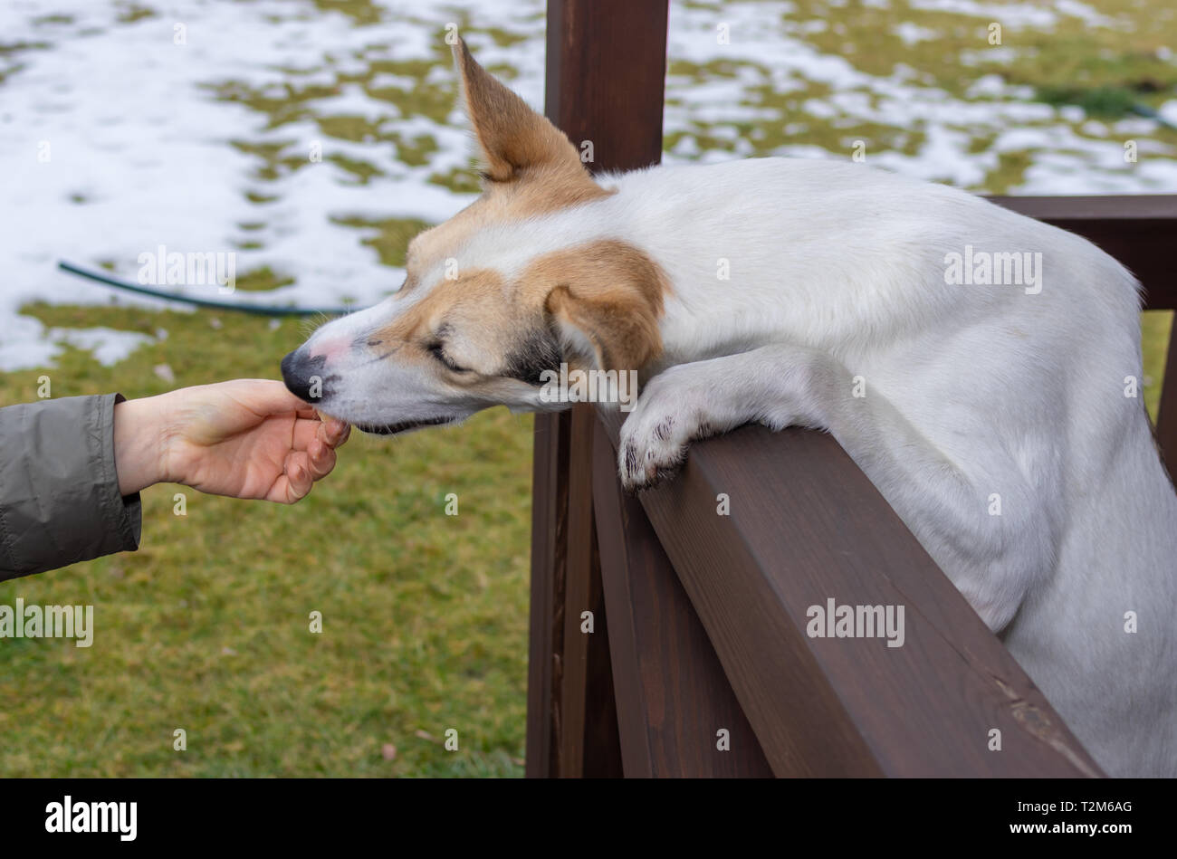 Human hand feeding young dog with cookie while training simple commands ...