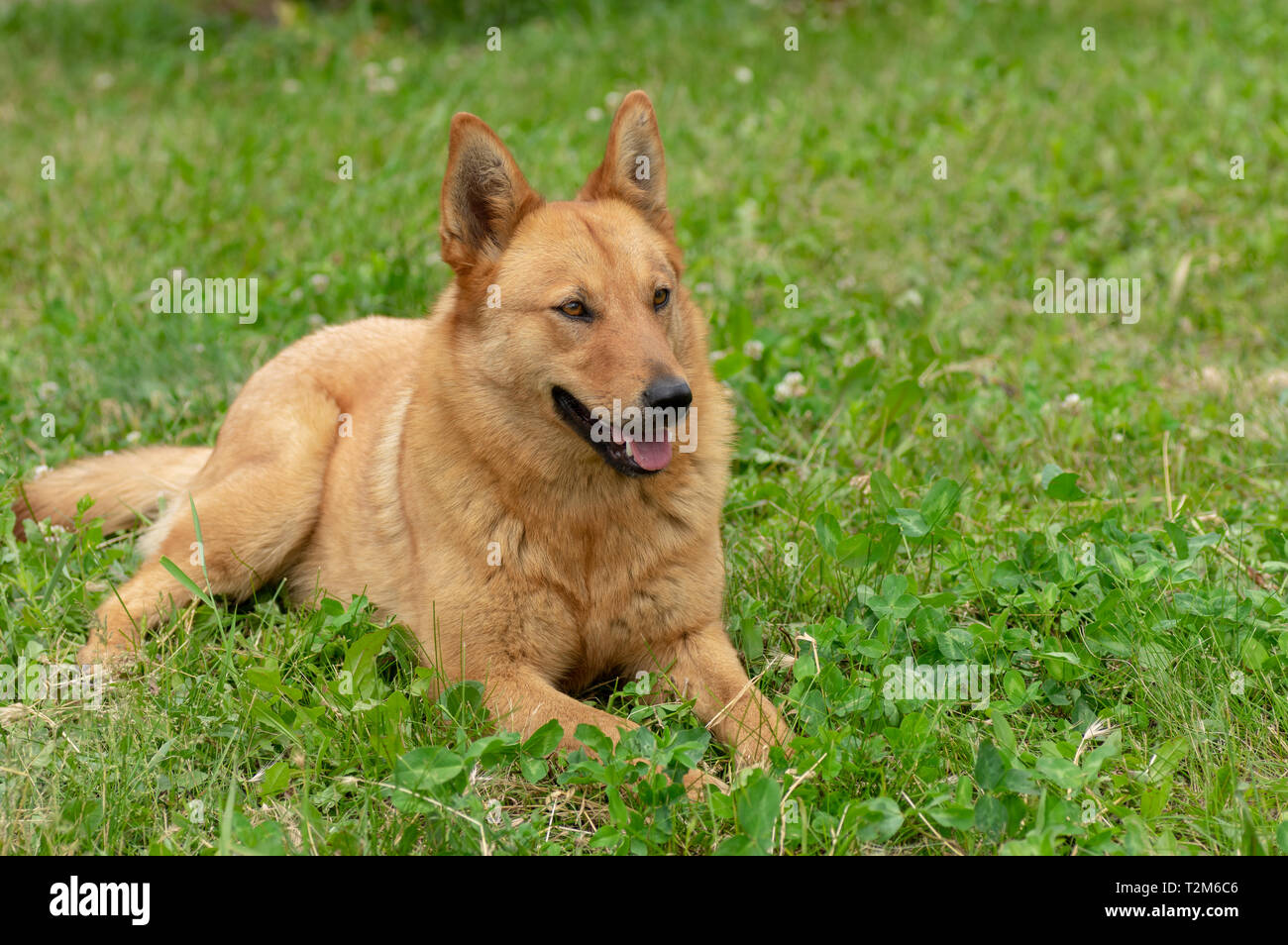 Young cute hybrid of sheep dog lying on spring grass Stock Photo - Alamy