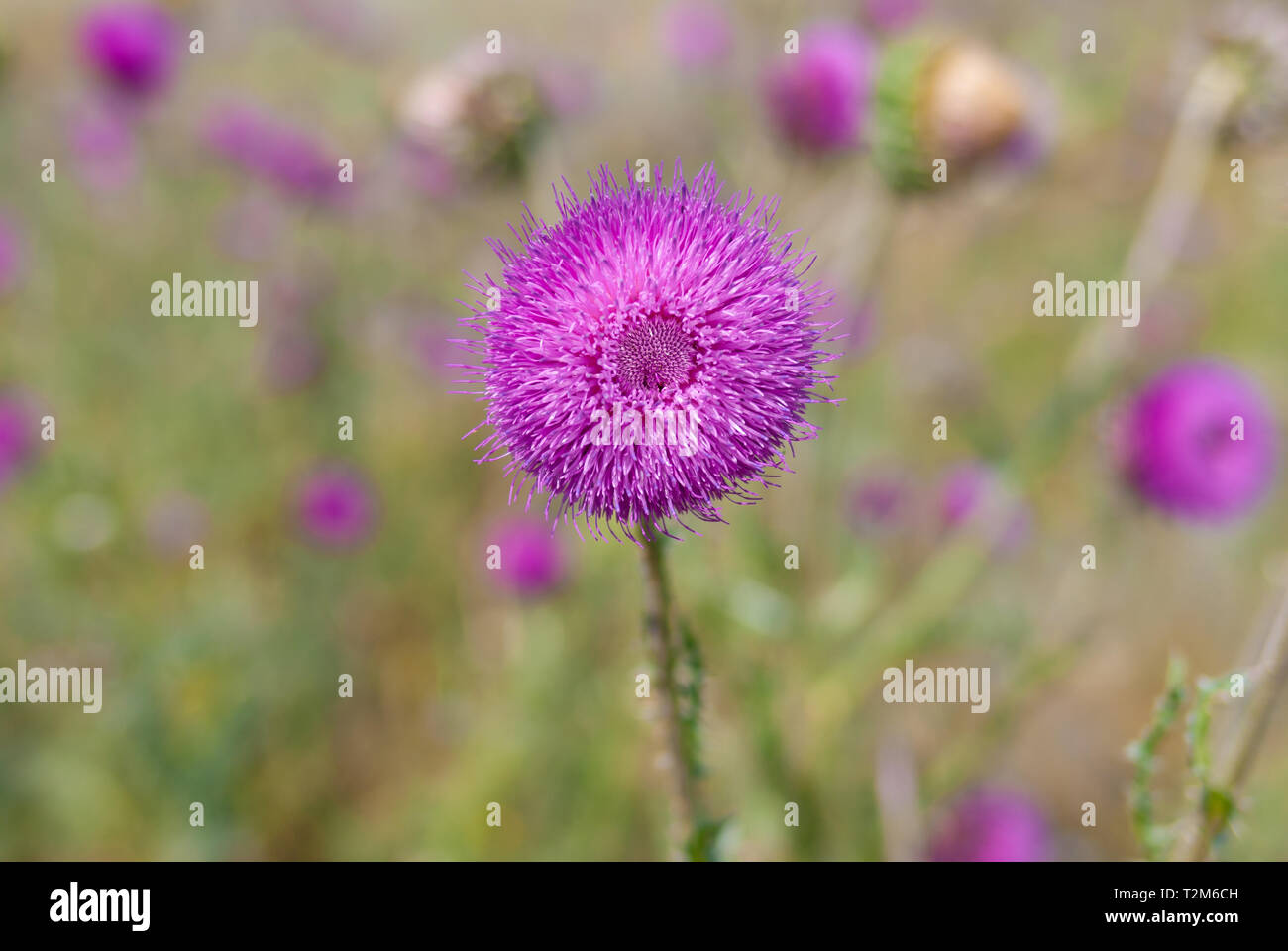 Wild field of blooming thistles (Cirsium) at start of summer time Stock ...