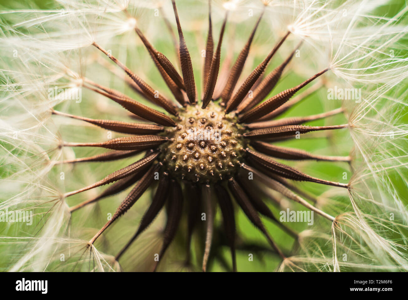 Dandelion flora summer nature seed flower fluffy plant botany beauty hi ...