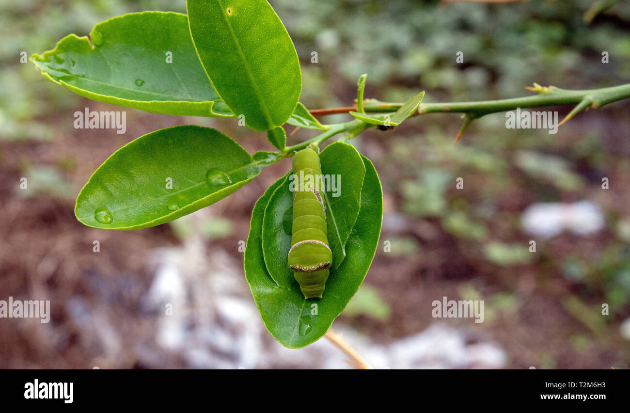 Green tea worm hi-res stock photography and images - Alamy