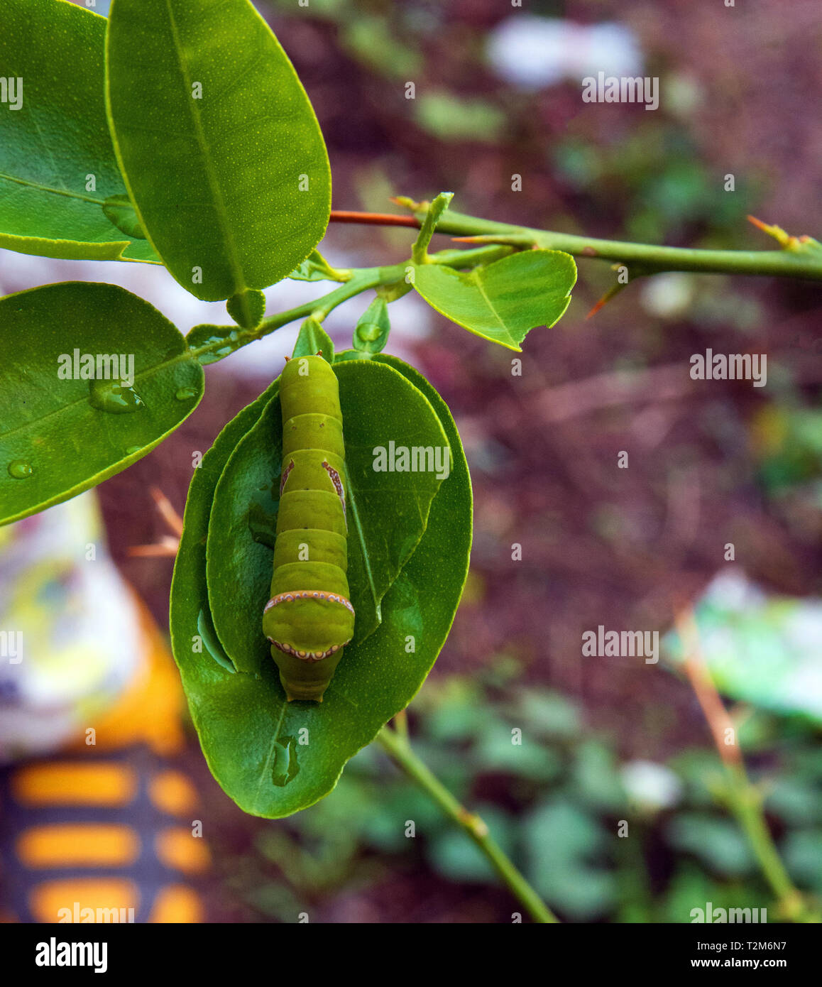 Green tea worm, green leaves on a tree Stock Photo - Alamy