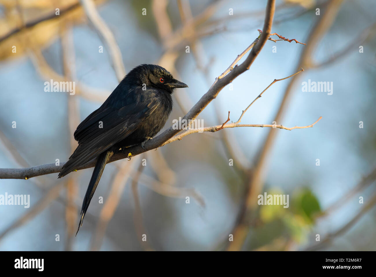 Fork-tailed Drongo - Dicrurus adsimilis, beautiful black long tailed ...