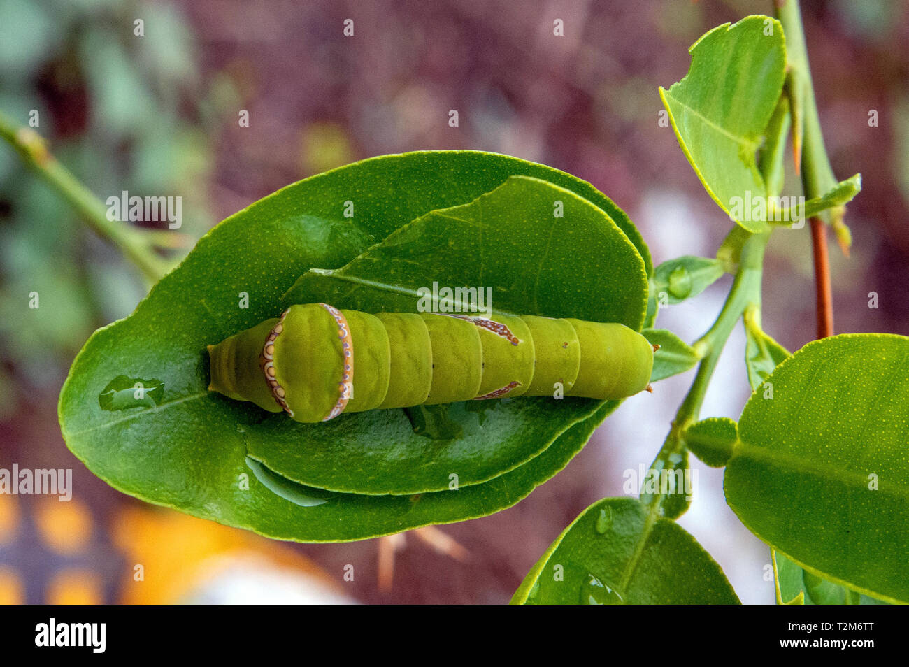 Green tea worm, green leaves on a tree Stock Photo - Alamy