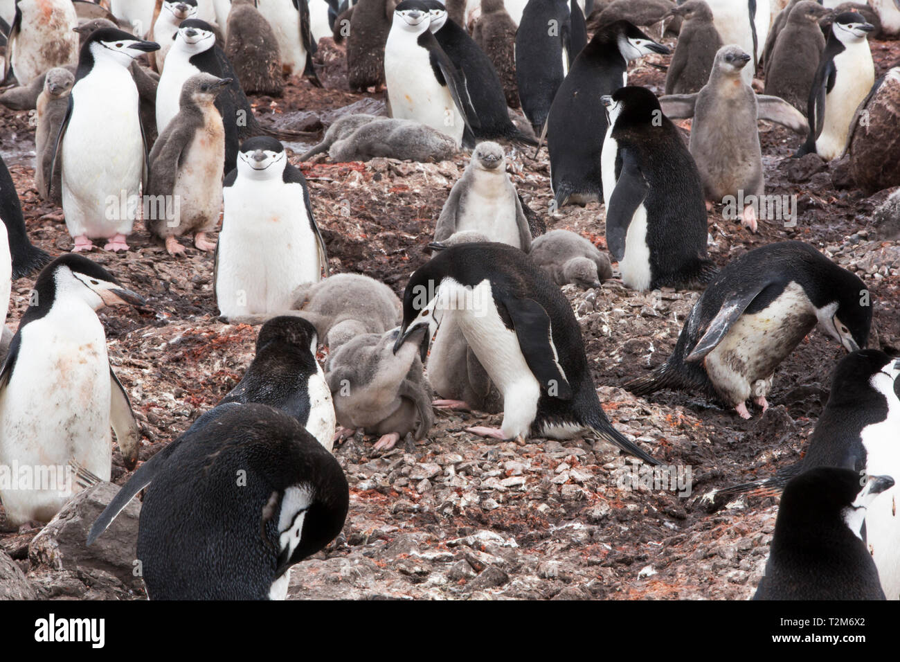 Chinstrap Penguin, Pygoscelis antarcticus nesting on Half Moon Island ...