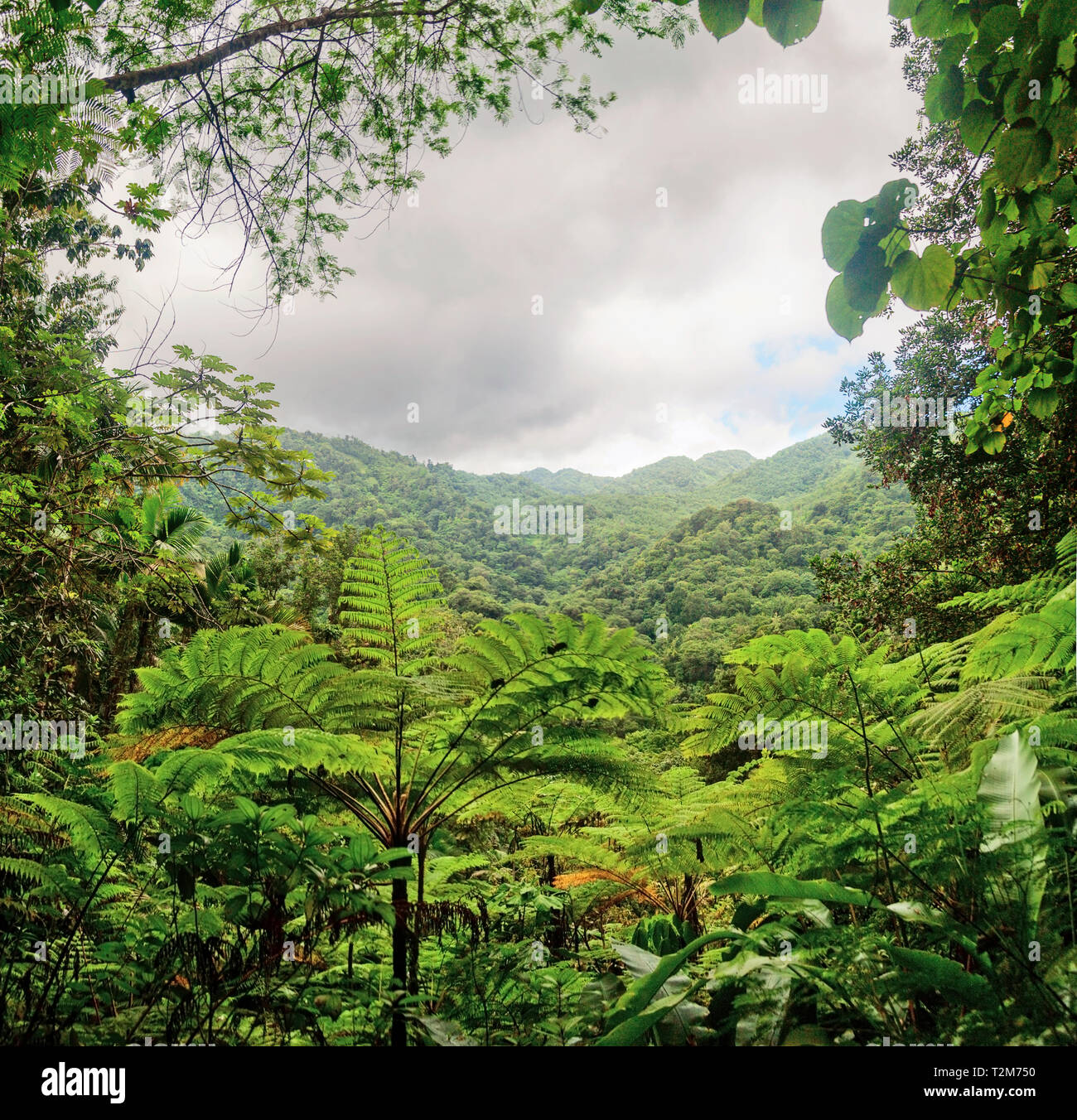 St lucia rainforest ferns hi-res stock photography and images - Alamy