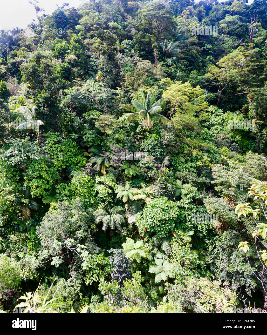 Lush tropical montane rainforest canopy from above Des Cartier forest ...