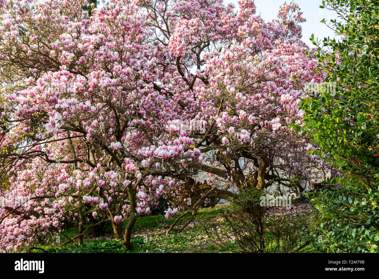 150 years old hi-res stock photography and images - Alamy