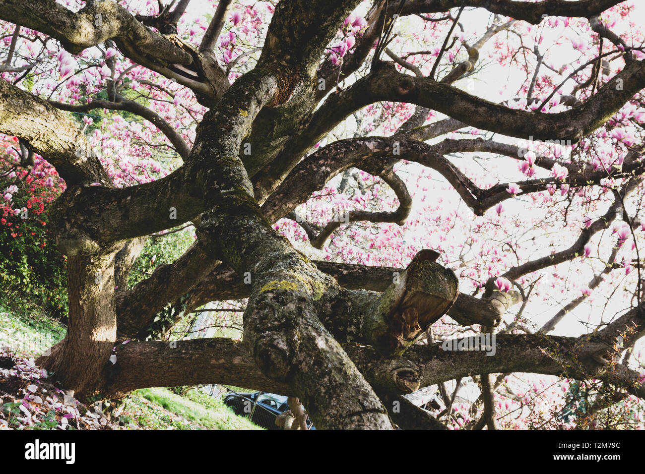 Magnolia Magnolia Soulangeana High Resolution Stock Photography and ...
