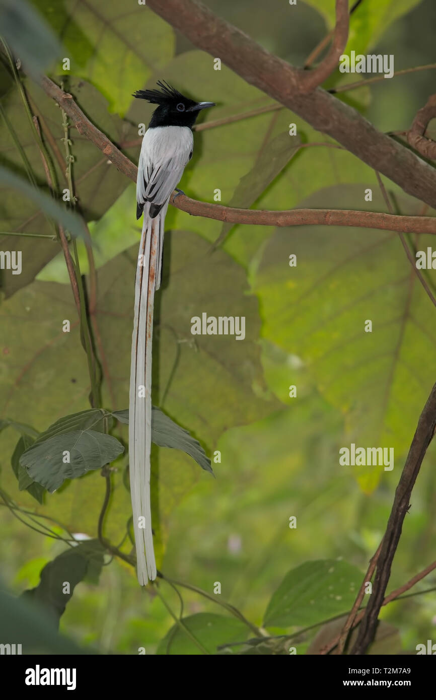 Asian paradise flycatcher hi-res stock photography and images - Alamy