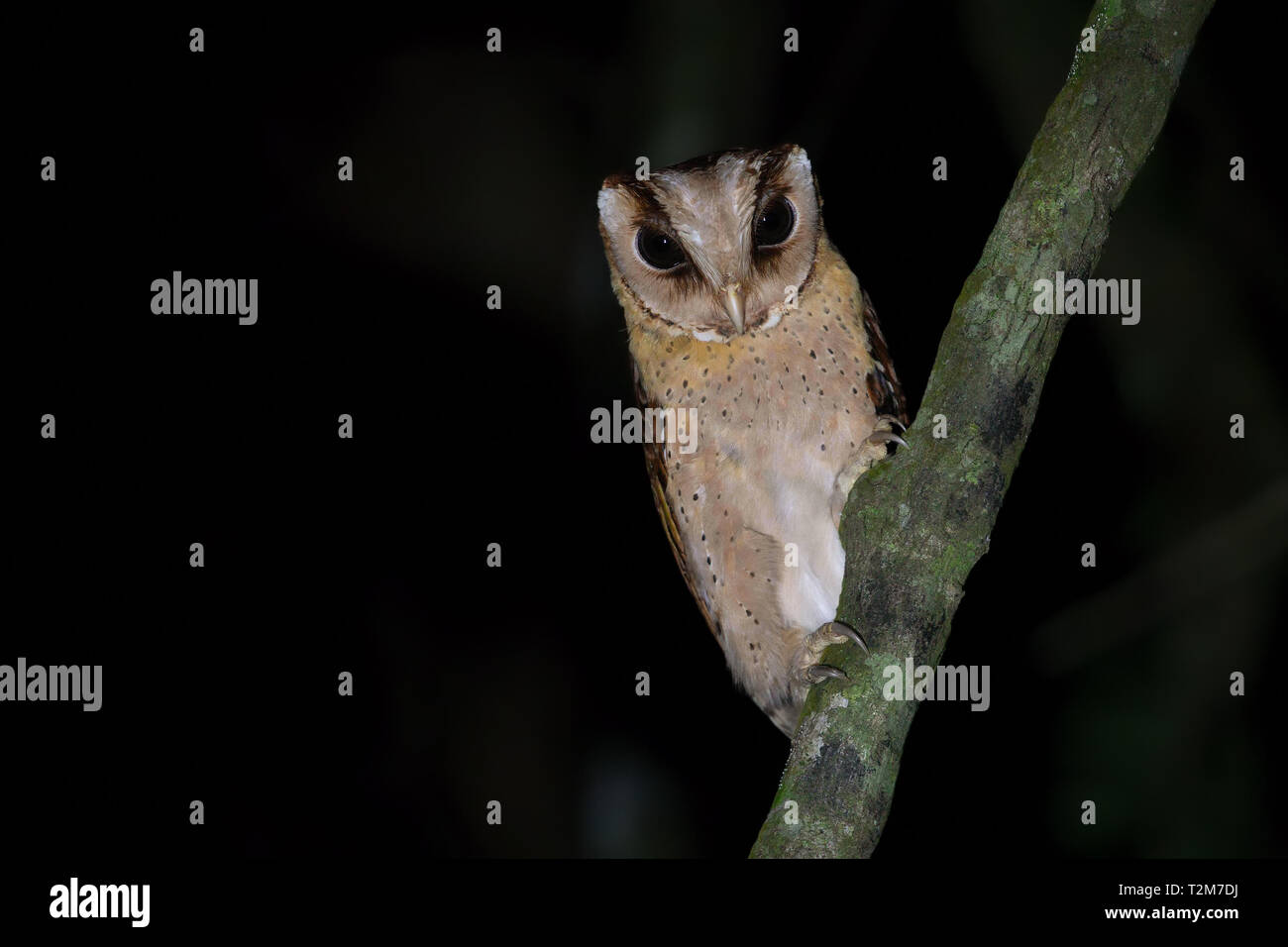 Sri lanka bay owl hi-res stock photography and images - Alamy