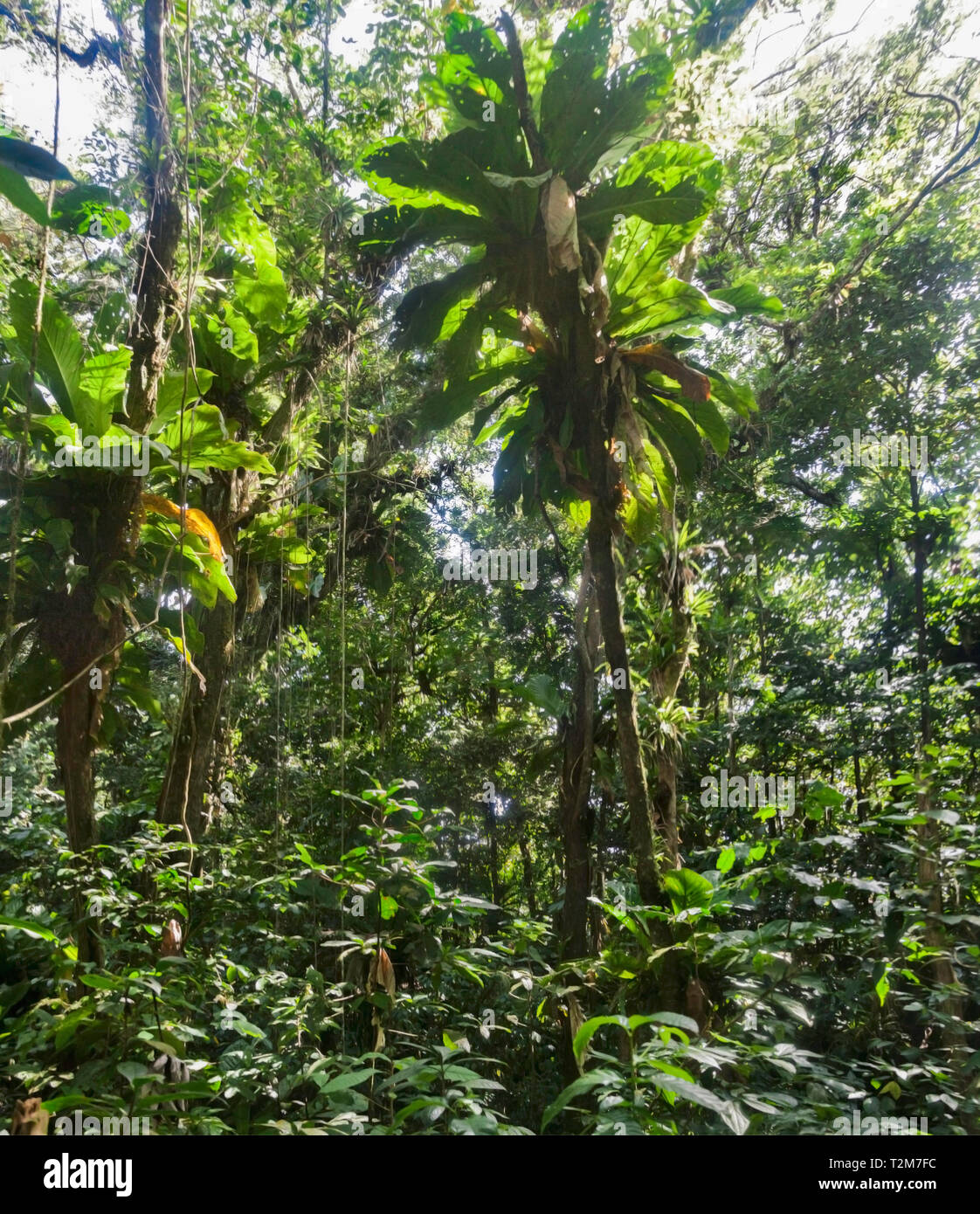 Tropical montane rainforest vegetation on the Des Cartier forest trail ...