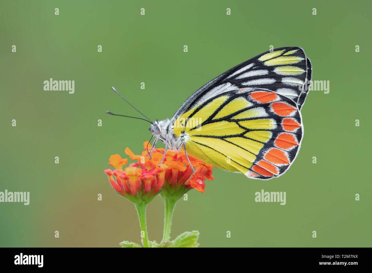 Jezabel hi-res stock photography and images - Alamy