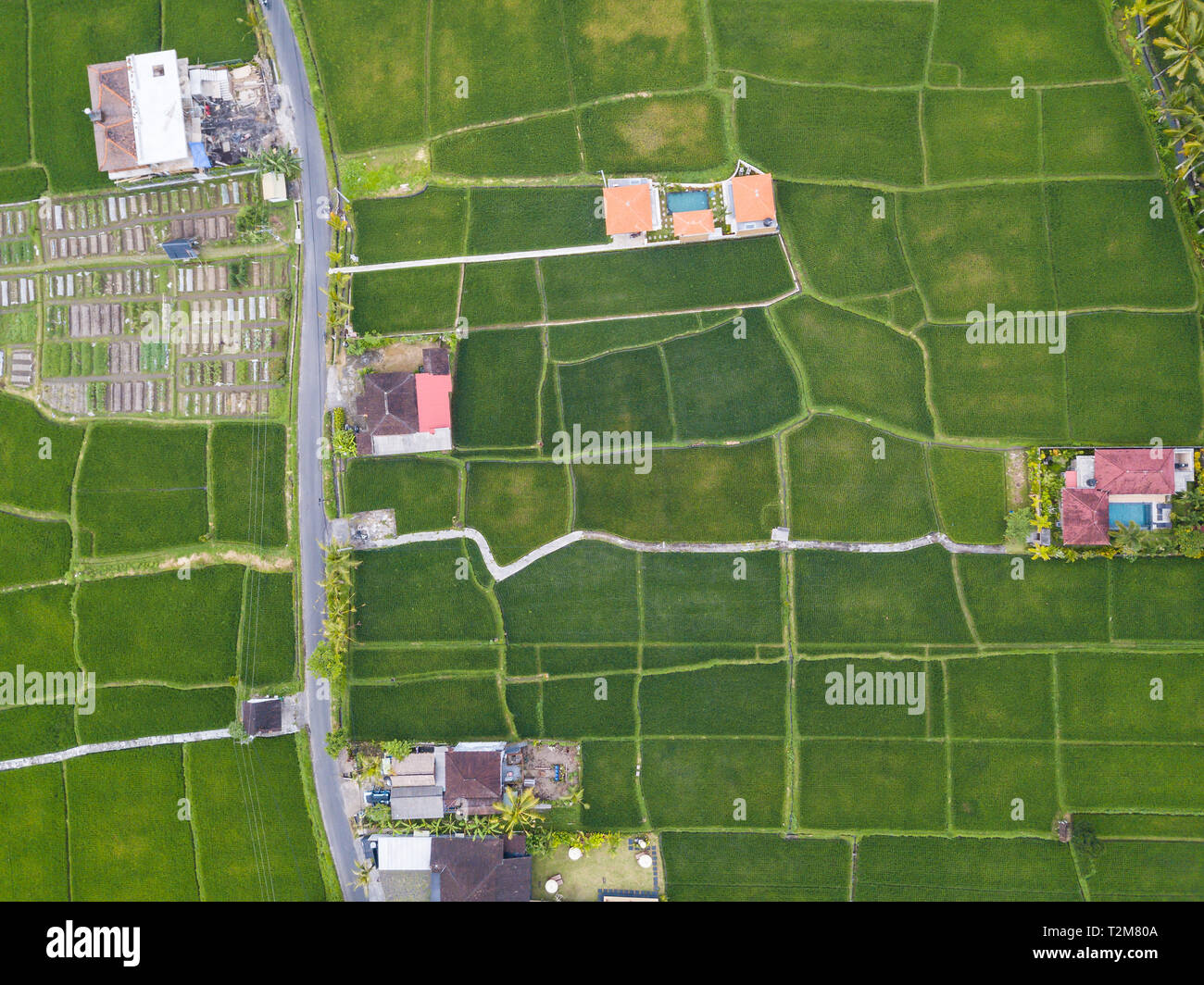 Top down aerial view of rice fields, houses and a road near Ubud in ...
