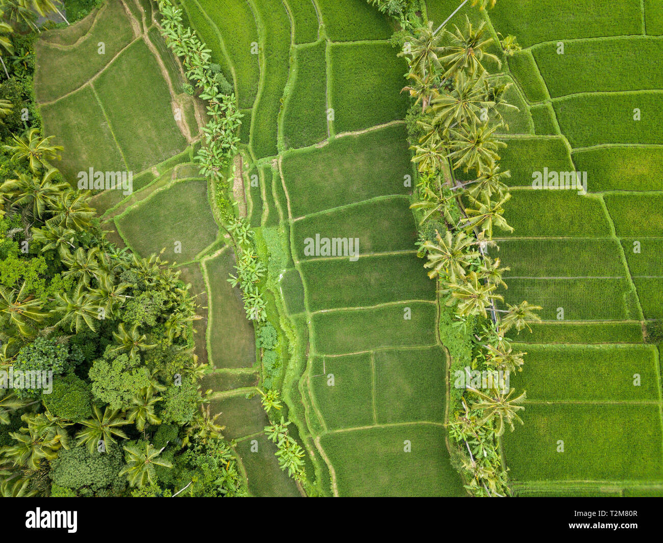 Top down aerial view of rice fields near Ubud in Bali, Indonesia Stock ...