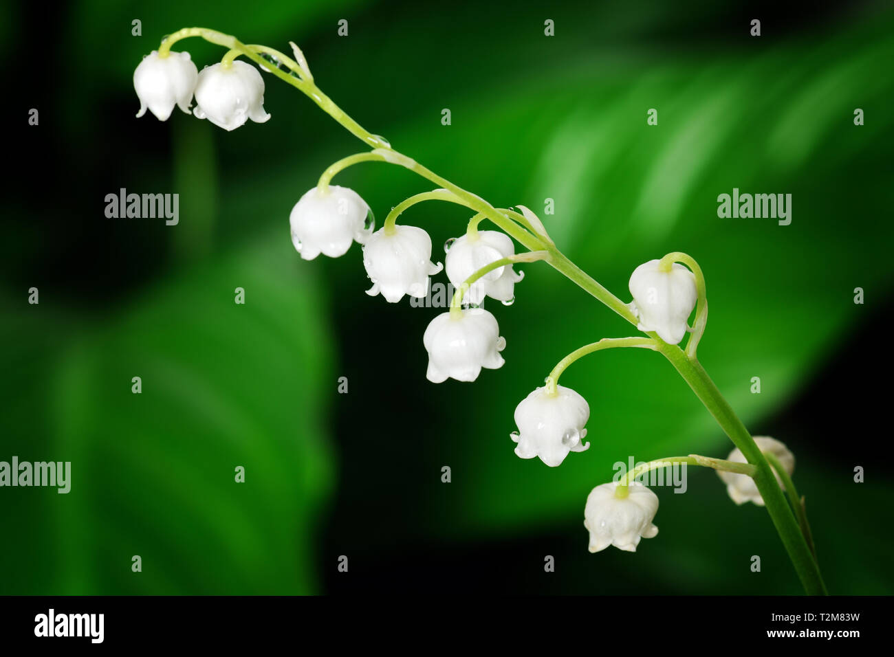 Valley close up hi-res stock photography and images - Alamy