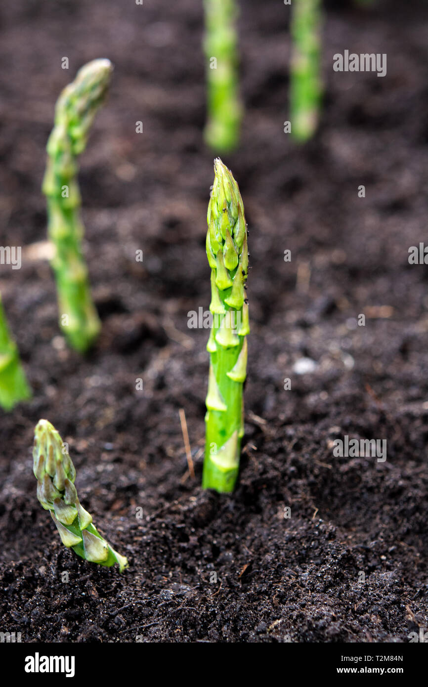 New harvest of green asparagus vegetable in spring season, green ...