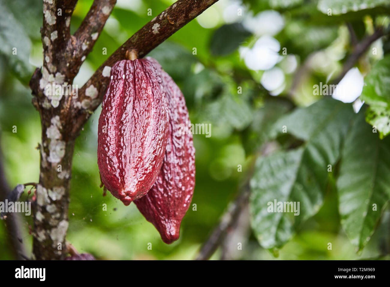 Cacao Farmers in Peru Stock Photo - Alamy