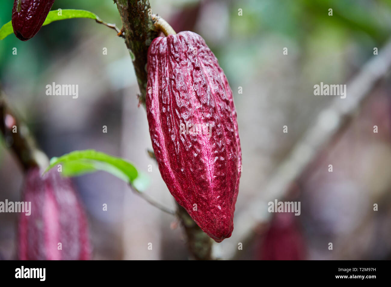 Cacao Farmers in Peru Stock Photo - Alamy