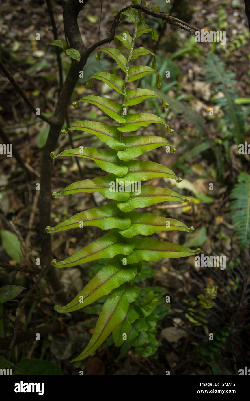 Ruahine range hi-res stock photography and images - Alamy