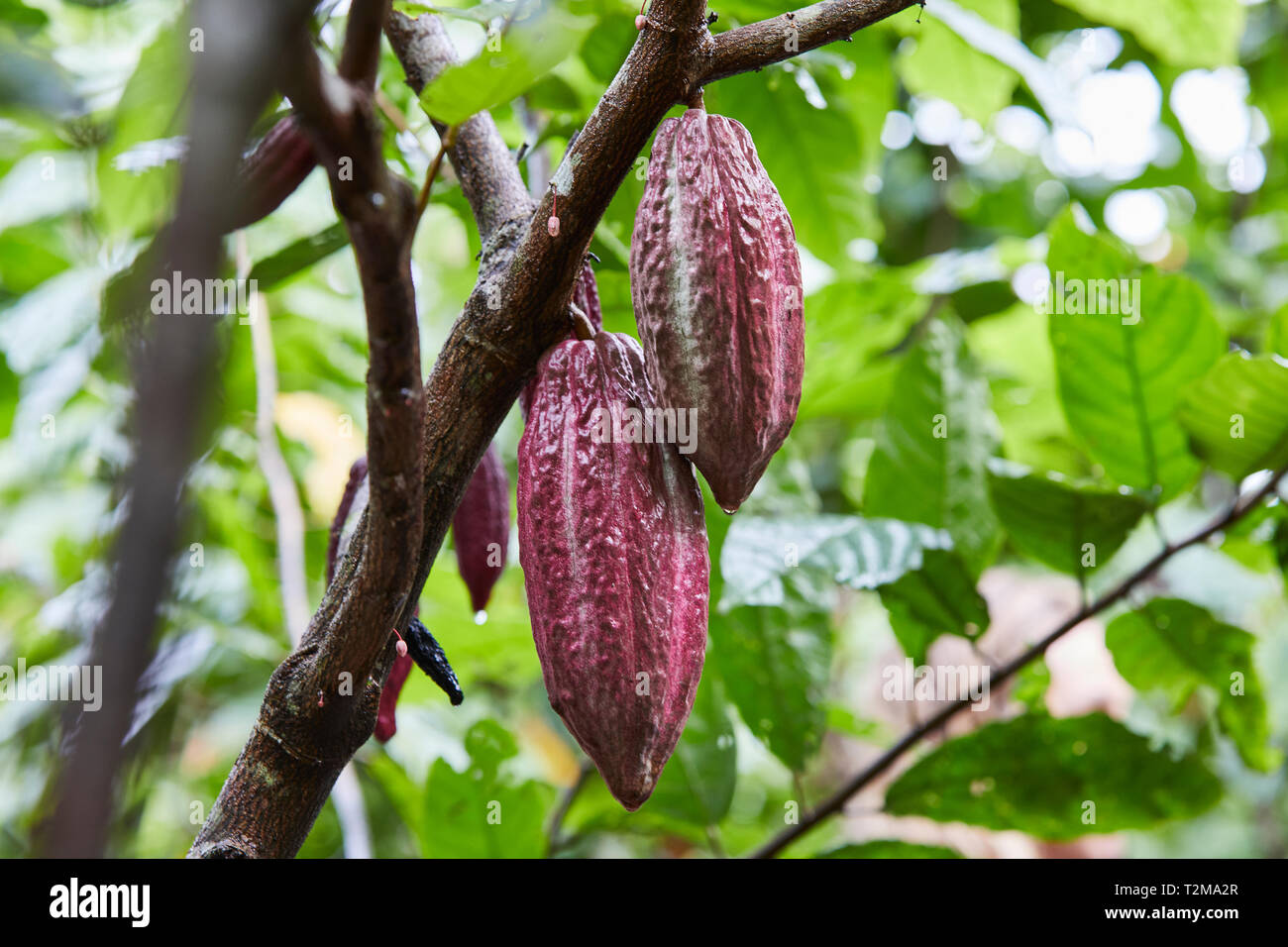 Cacao trees hi-res stock photography and images - Alamy