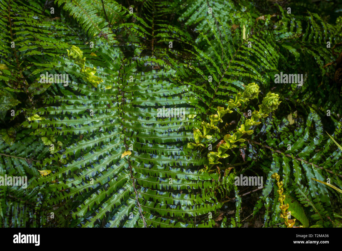 Ruahine range hi-res stock photography and images - Alamy