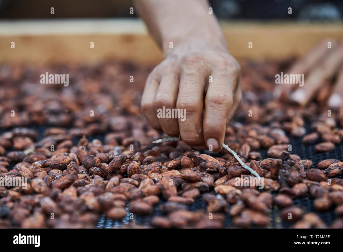 Cacao Farmers in Peru Stock Photo - Alamy