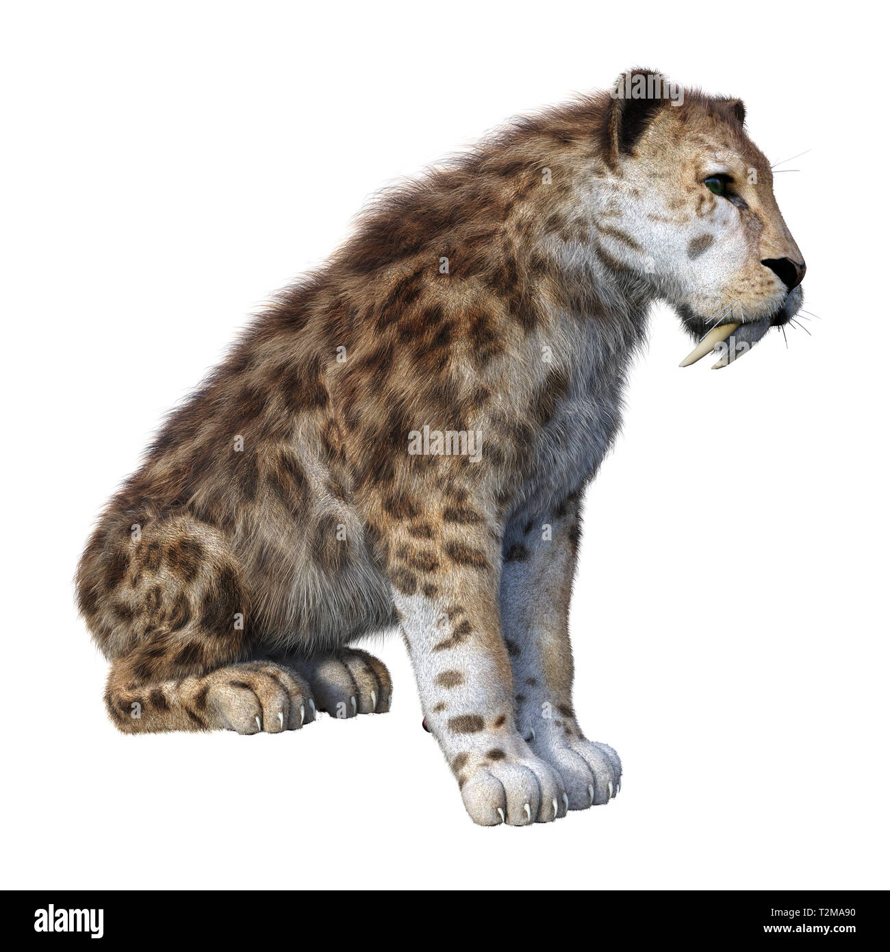 3D rendering of a sabertooth tiger on white Stock Photo - Alamy